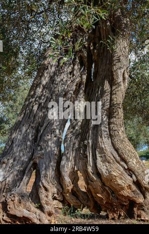 Very old olive tree with twisted and splintered trunk Stock Photo - Alamy