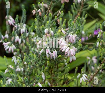 heath family (Ericaceae Stock Photo - Alamy