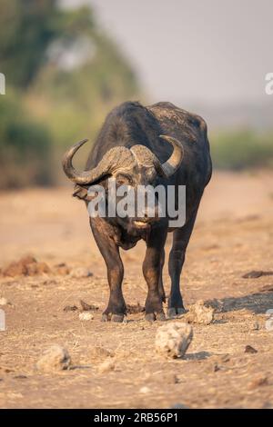 Cape buffalo stands among rocks chewing cud Stock Photo - Alamy