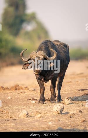 Cape buffalo stands among rocks turning head Stock Photo - Alamy