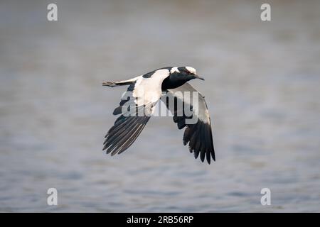 Blacksmith lapwing flies over river raising wings Stock Photo - Alamy