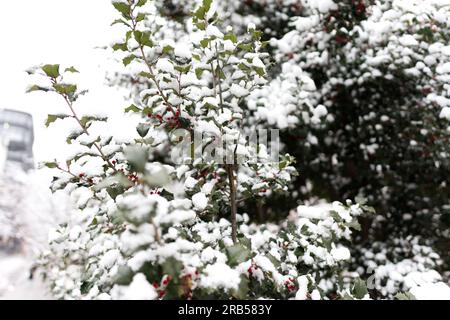 The American holly Ilex opaca hedge maze in the gardens adjacent to the ...
