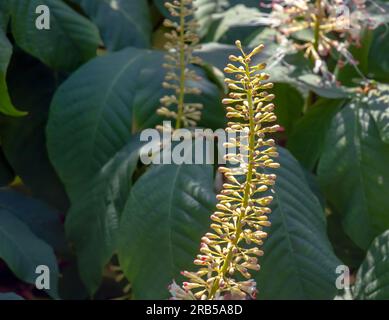 Flowers from Aralia Continentalis, or spikenard, is a genus of the ...