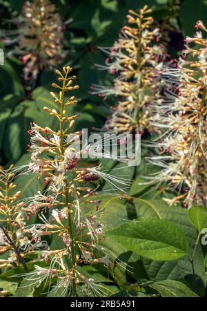 Flowers from Aralia Continentalis, or spikenard, is a genus of the ...