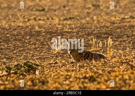 Golden jackal lying down Stock Photo - Alamy
