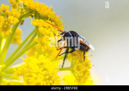Scolia hirta: Insects Macro Photography Stock Photo - Alamy
