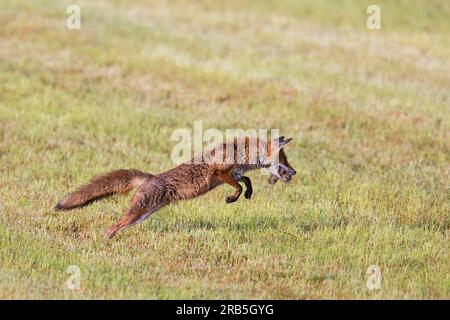 Fox leaping into the air as it is hunting rodents, Yukon Territory ...