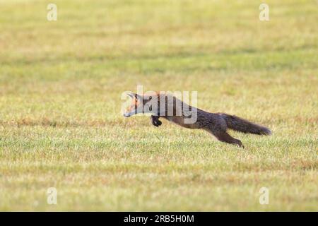 Fox leaping into the air as it is hunting rodents, Yukon Territory ...