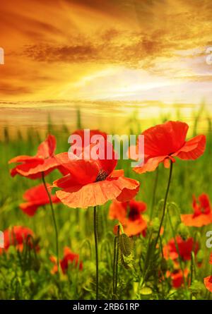 Poppies field in rays sun. Summer countryside landscape. Beautiful ...