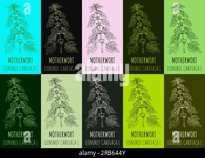 Vector drawing MOTHERWORT. Hand drawn illustration. The Latin name is ...