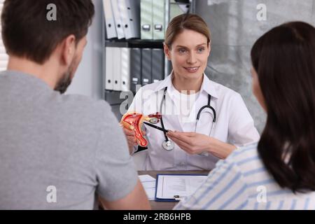 Fertility doctor demonstrating model of female reproductive system to ...