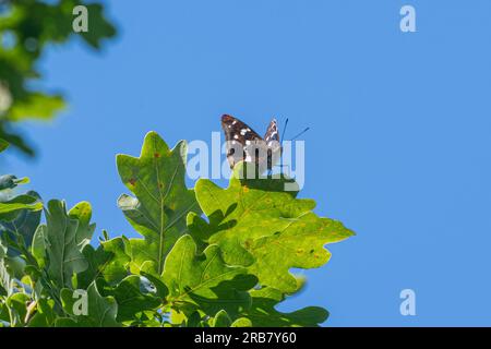Knepp Wildland Estate in summer Stock Photo - Alamy