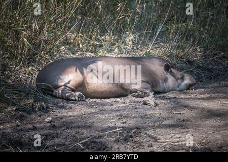 This photo shows a tapir adult that lives in a wildlife park. The tapir ...