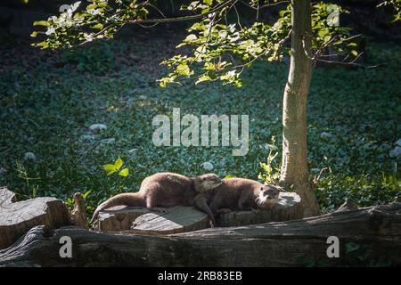 This photo shows a group of otters that live in a wildlife park. The ...