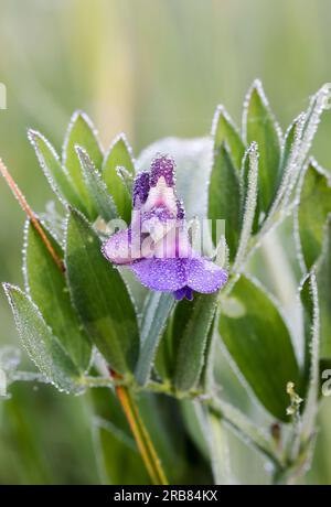 MARSH PEA Lathyrus palustris (Fabaceae Stock Photo - Alamy