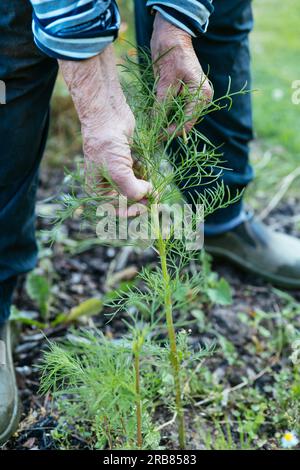 Gardener pinching out cosmos for maxumum blooms Stock Photo - Alamy