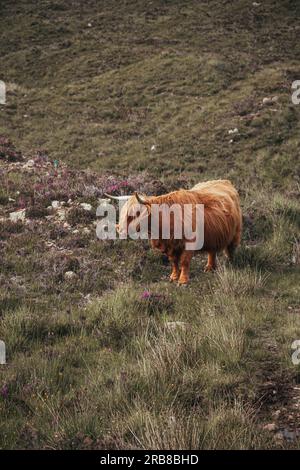 Vertical shot of brown Scottish Highland Cow on the snow Stock Photo ...