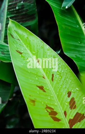 banana plant, blood banana or Musa acuminata or Musa balbisiana plant ...