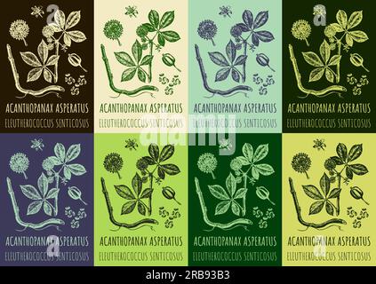 Vector drawing ACANTHOPANAX ASPERATUS. Hand drawn illustration. The ...