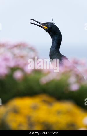 European shag in pink flowers on Lunga Island, Treshnish Isles ...