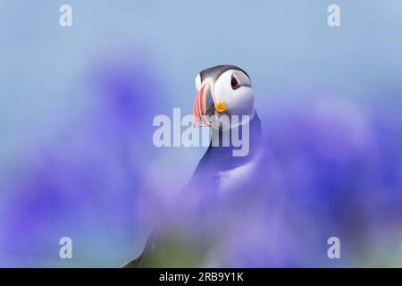 Atlantic puffin with purple flowers (bluebells) on Lunga Island ...