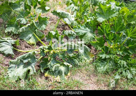 Withered zucchini bush with drooping green leaves. Growing vegetables ...