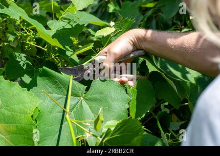gardener cuts a branch of grapes with scissors. gardener trimming a ...