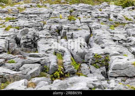 Barrows and gullies, gullies in limestone, karst area, Poulnabrone ...