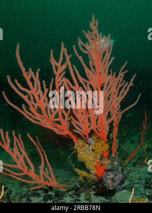 Red palmate sea fan (Leptogorgia) with open polyps, dive site Protea ...