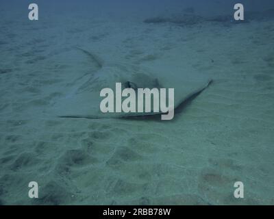 Dragon stingray (Trygon jenkinsii) (Himantura jenkinsi), stingray. Dive ...