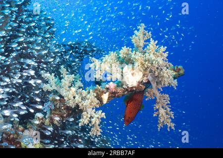 Broccoli tree (Litophyton arboreum) and a group of sea goldie ...