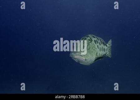 Portrait of potato grouper (Epinephelus tukula) . Dive site Sodwana Bay ...
