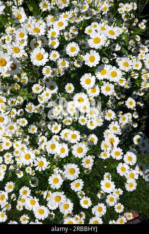 Mutterkraut, Falsche Kamille ( Tanacetum parthenium Stock Photo - Alamy
