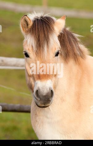 Norwegian Fjord Horse - close-up of resting pony with closed eyes and ...