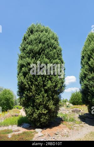 Arizona cypress tree, Cupressus arizonica "Glauca", Smooth Cypress ...