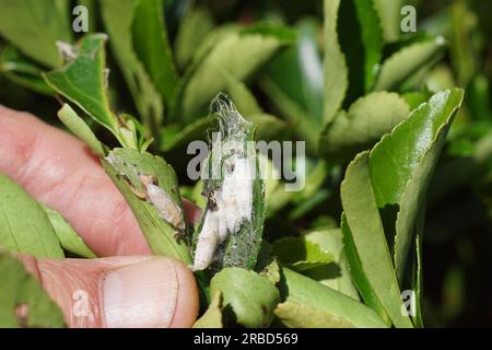 Closeup pupae, cocoons in a silk nest of the family Yponomeutidae ...