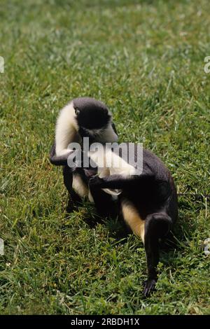 The Roloway monkey (Cercopithecus roloway) is an endangered species of ...