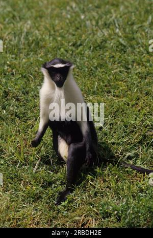 The Roloway monkey (Cercopithecus roloway) is an endangered species of ...