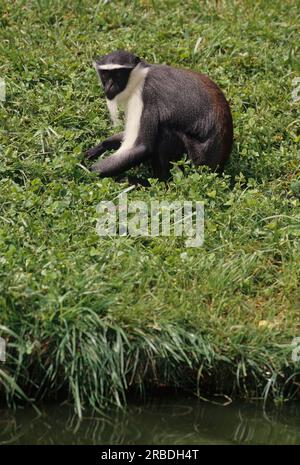 Roloway monkey (Cercopithecus roloway Stock Photo - Alamy