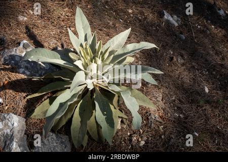 Turkey mullein (Verbascum thapsus) is a tall, leafy plant that is ...