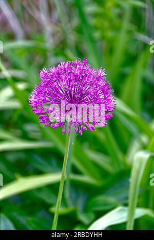 Close-up of large purple Allium globes surrounded by green leaves and ...