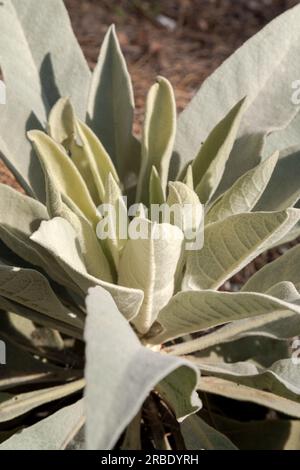 Turkey mullein (Verbascum thapsus) is a tall, leafy plant that is ...