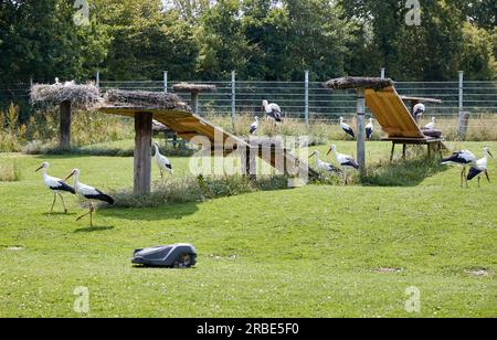 Erfde, Germany. 09th July, 2023. Jürgen Pelch, stork father from ...