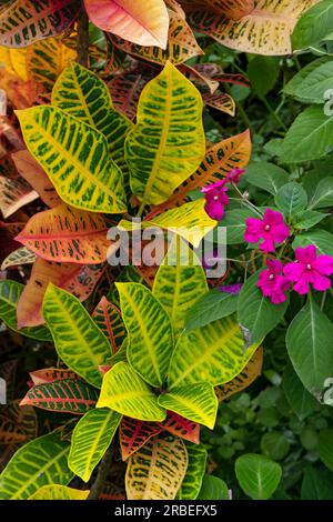 Codiaeum variegatum, commonly known as croton, is a species of ...
