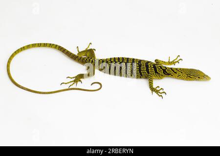 Yellow tree monitor or Reisinger's tree monitor Varanus reisingeri ...