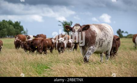 Herd of Beef Shorthorn cows and calves grazing on lowland pasture ...