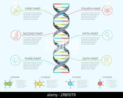 Dna infographics. Spiral human biology structure vector medical ...