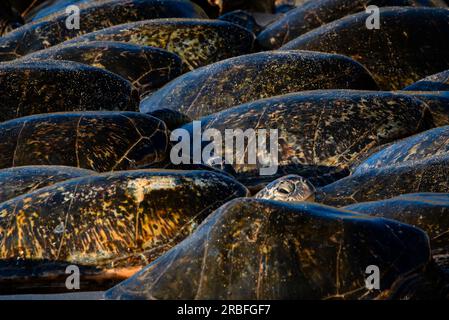 Green sea turtles packed on a Ho'okapi beach on Maui island Stock Photo ...