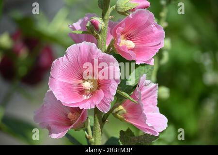 Blooming mallow. Mallow flowers in the middle of summer Stock Photo - Alamy