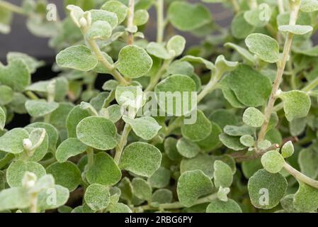Helichrysum petiolare (licorice plant), also known as silver-bush ...